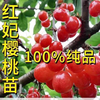 四川当年结果樱桃树苗嫁接苗带土