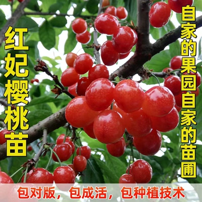 当年结果四川樱桃树苗新品种带土