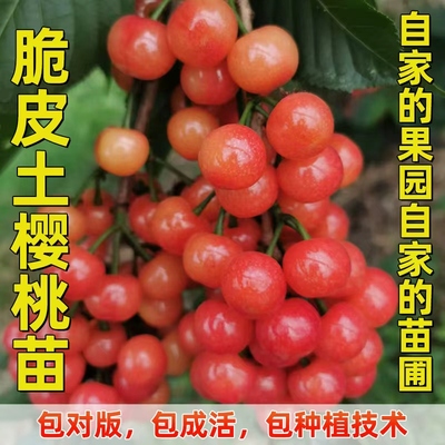 当年结果，纯甜好管理，丰产