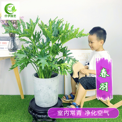 春羽大盆栽植物水培老桩办公室内绿植龟背竹耐阴四季常青观叶植物