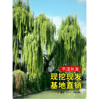 青柳黄金柳庭院别墅公园乘凉观赏