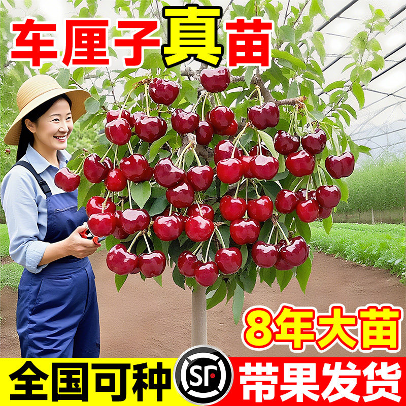 车厘子树苗樱桃树苖南方北方种植盆栽庭院果树矮化樱桃树大樱桃苗