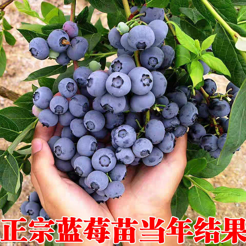 蓝莓苗蓝莓树苗盆栽地栽当年结果室外阳台南方北方种植特大果树苗