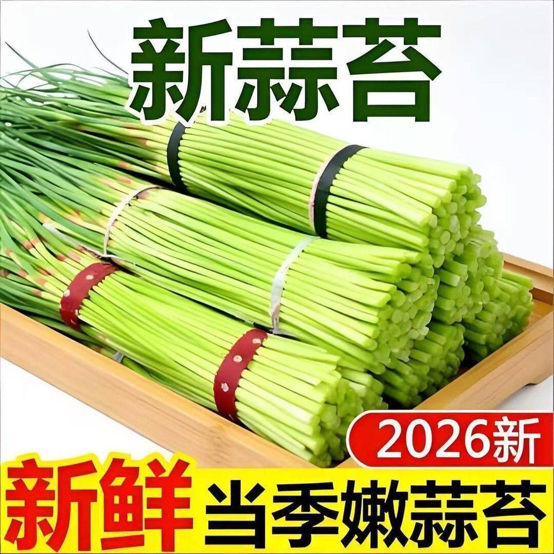 【脆嫩鲜香】长蒜苔当季新鲜红帽蒜苔蔬菜河南蒜苗蒜毫鲜嫩蒜薹