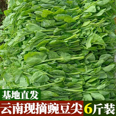 顺丰冷链包邮云南新鲜蔬菜豌豆尖豌豆苗时令蔬菜应季煮汤火锅食材