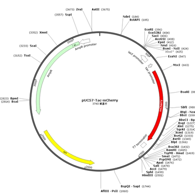 pUC57-Tac-mCherry