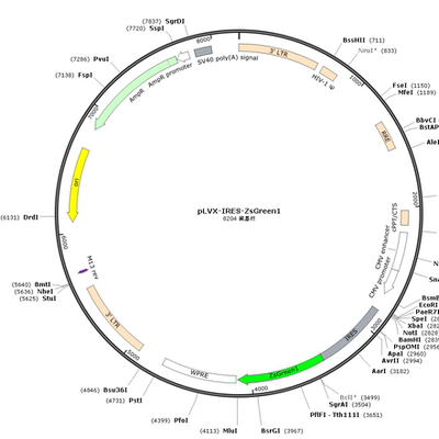 pLVX-IRES-ZsGreen1