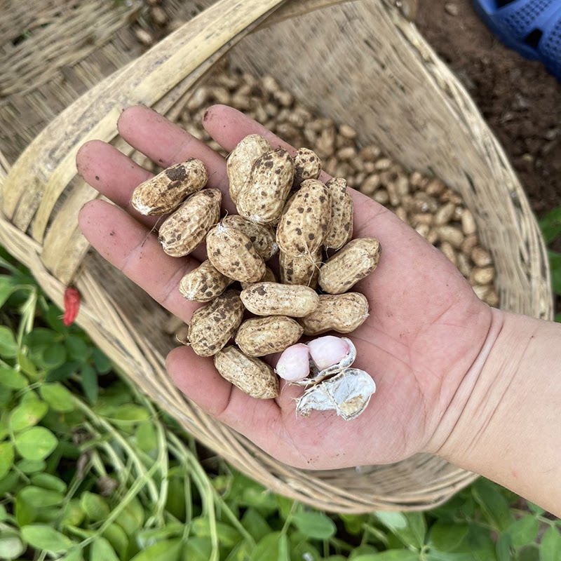 湖北新鲜湿花生现挖带泥鲜花生四粒红带壳小花生米粉皮水煮生花生