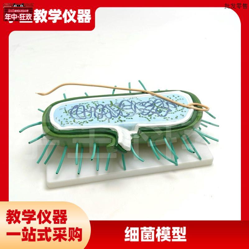 细菌模型高倍放大细胞病毒细菌标本染色体鞭S毛生物教学展示模型