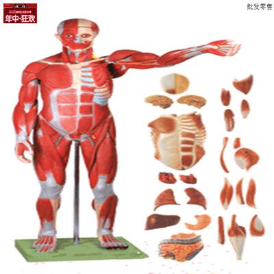 18302/1人体全身肌肉解z剖模型78CM人体肌肉模型100个标识实拍