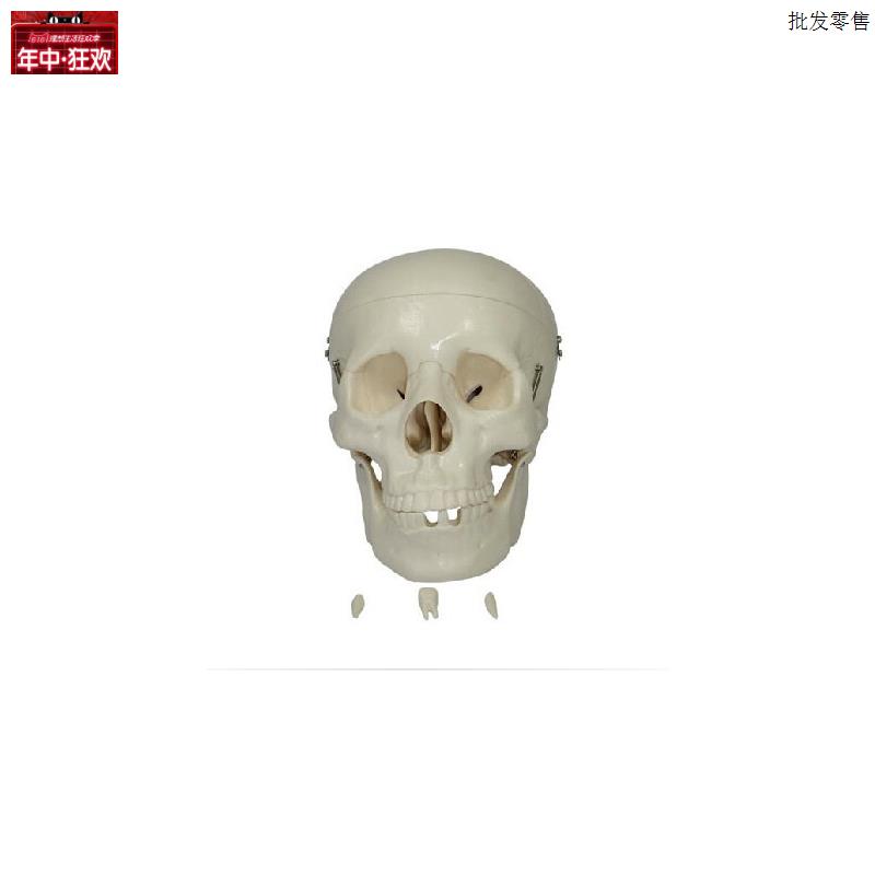 自然大头骨模型头颅骨模型头骨标本医r学教学培训专用特价促销