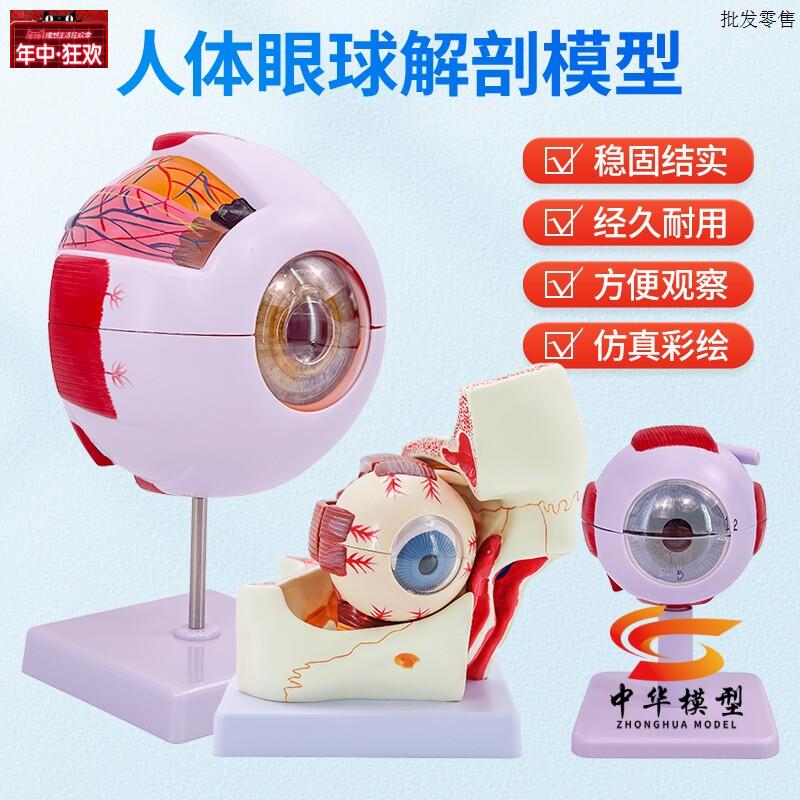 人体教学眼球解剖结构模.型可拆卸儿童仿真眼睛玩具医学眼部模型