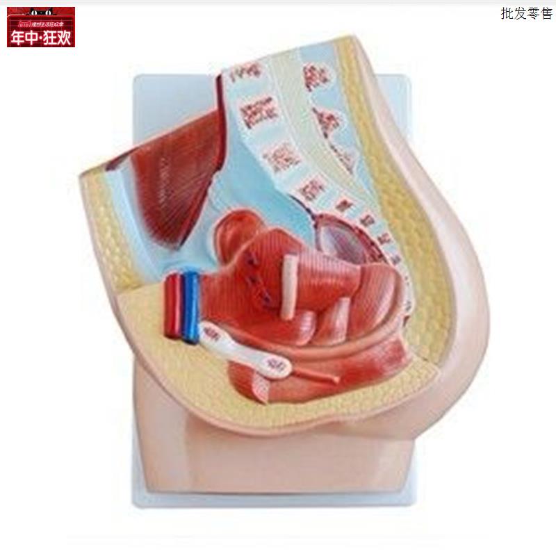 女性矢状解剖模型上f海宸域品牌医精锐人体生殖器教学示教标本