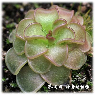 圆花捕虫堇（对版）Pinguicula rotundiflora