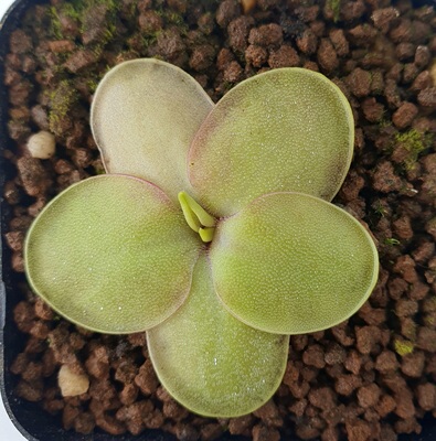 欧米伽捕虫堇丨 Pinguicula “SCH Omega