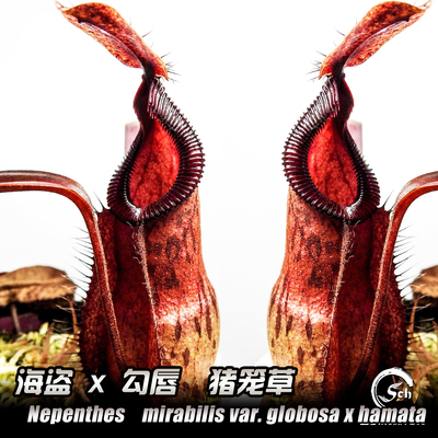 N. mirabilis var. globosa x hamata丨M海盗X钩唇猪笼草BE-3685