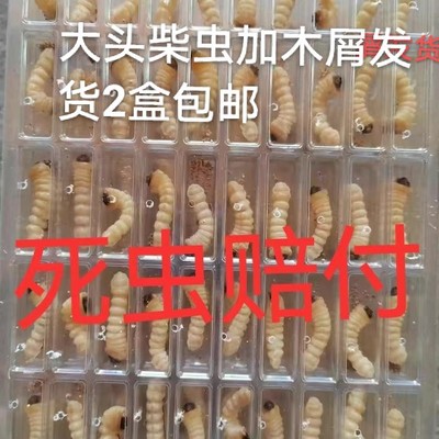 【柴虫】贵州野生松树虫鸟儿活体虫皮虫野生大头柴虫每盒50只