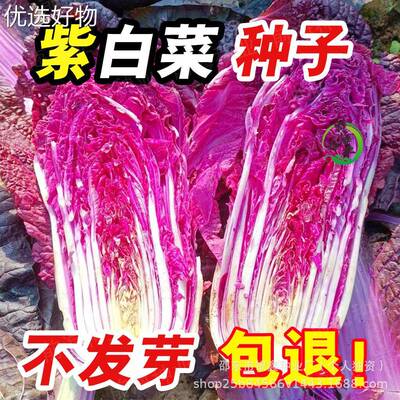 Nutritious Purple Cabbage Seeds Purple Chinese Cabbage Orig