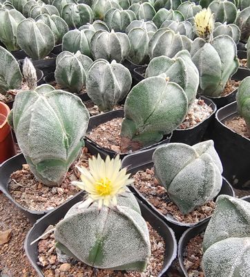 星兜实生仙人球合集鸾凤玉组合潮流多肉植物大星球盆栽防辐射开花