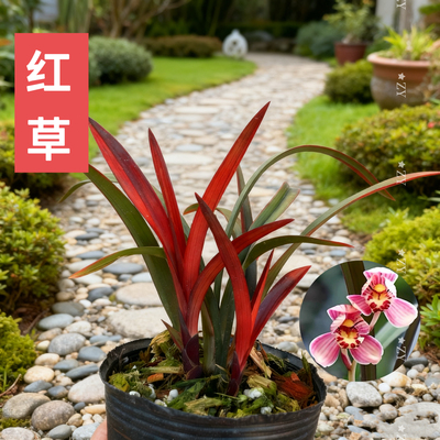 名贵兰花苗寒兰红草红荷高端浓香好养室内客厅茶室花卉绿植红叶