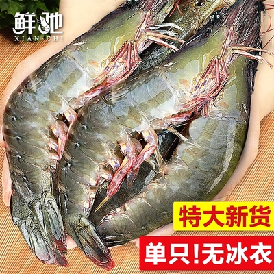 顺丰快!青岛特大虾王50万人回购