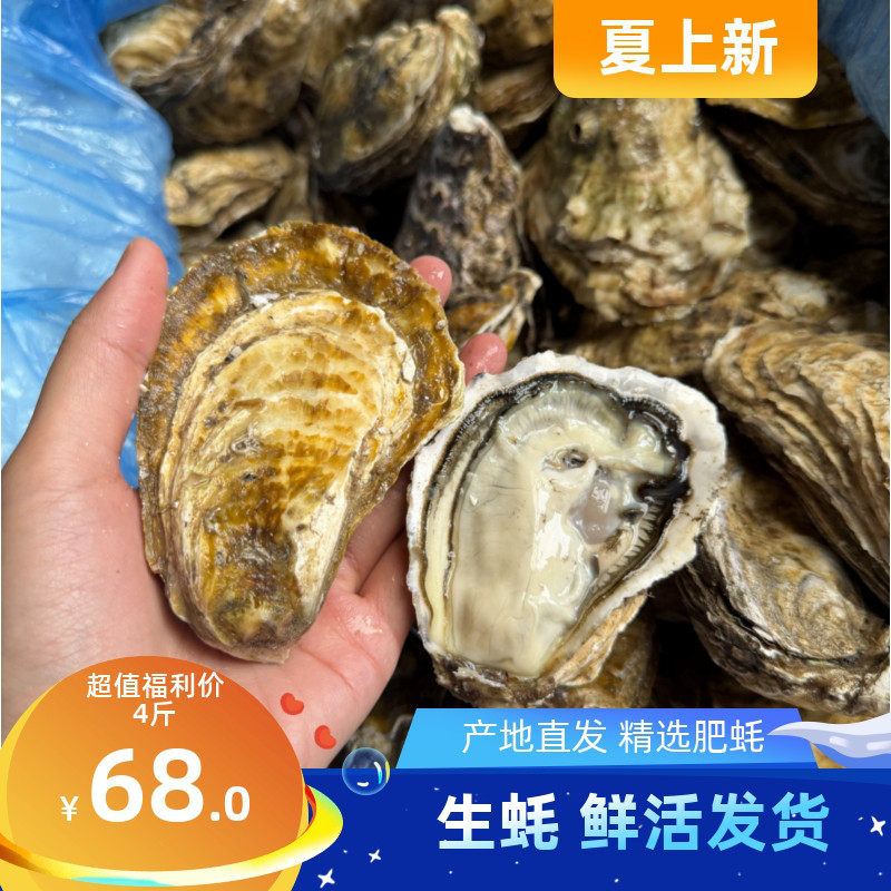 霞浦生蚝1箱4斤装13-15只 鲜活新鲜特大海鲜牡蛎贝壳