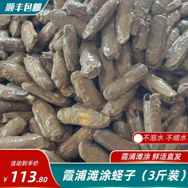 霞浦滩涂蛏子 鲜甜肥美 原装不泡水 500g 单拍3份包邮