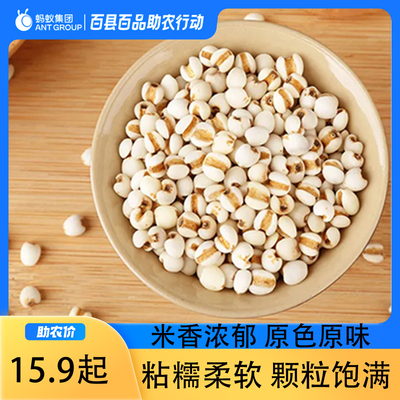 薏米仁500g小薏苡仁中药材新货铁白薏米苡米仁小粒散装薏苡仁