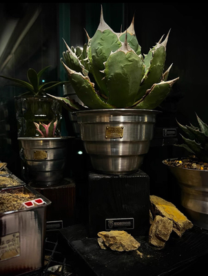 Masses m&m龙舌兰家具软装包豪斯沙生块根热植布纹球透气金属花盆