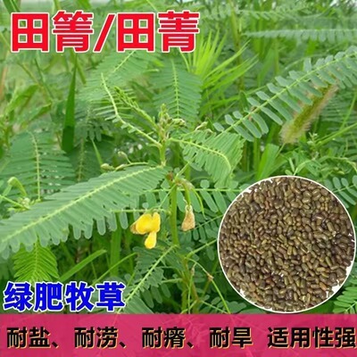 田菁种子碱青涝豆果园绿肥草种子