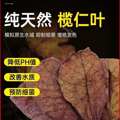 榄仁叶龙眼叶水族净化水质稳定PH杀菌鱼缸造景龙斗鱼养龟懒人橄榄