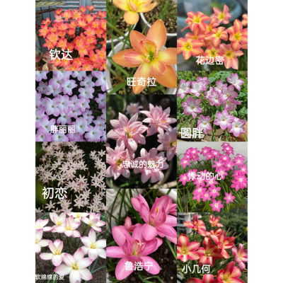 七里花乡风雨兰爆花多年生