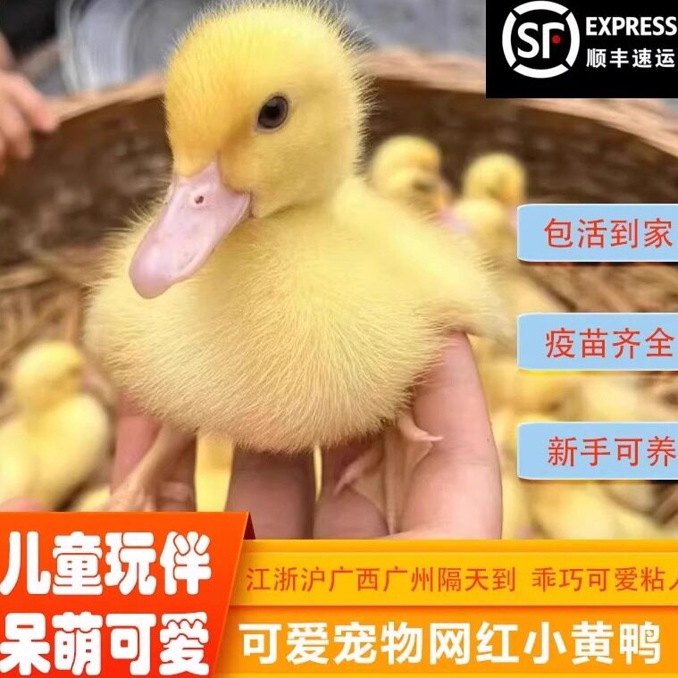 网红学生版小黄鸭幼体可爱达人宠物幼宠陪伴儿童陪伴伙伴