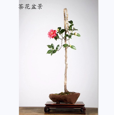 赤丹带原土四季香妃