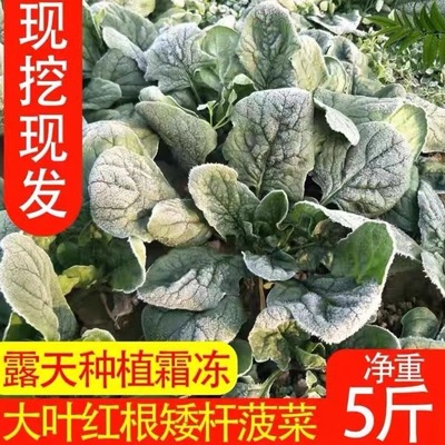 河南老家农家自种现挖现发新鲜露天霜打趴地菠菜包邮到家