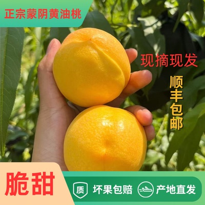 蒙阴蜜桃脆甜黄油桃孕妇