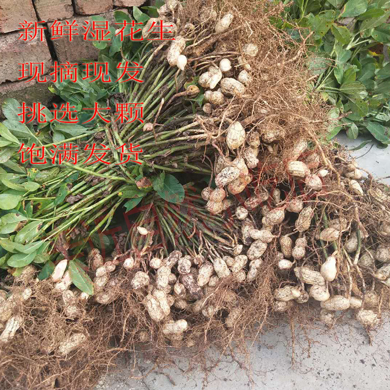 农家自种新鲜花生粉衣 带泥嫩花生现挖农家四川本地可水煮生花生