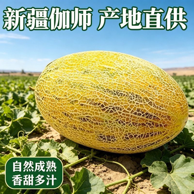 新疆伽师哈密瓜新鲜水果香甜甜瓜当应季八六王哈密瓜散装薄皮蜜瓜