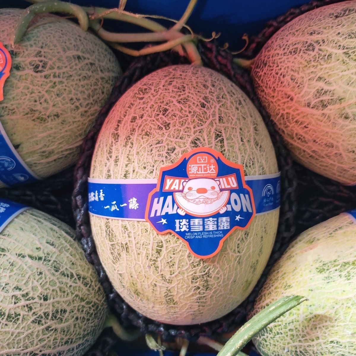 新疆当季青蛙蜜瓜巴西大漠蜜瓜黑金瓜新鲜正宗白肉软甜哈密瓜五斤