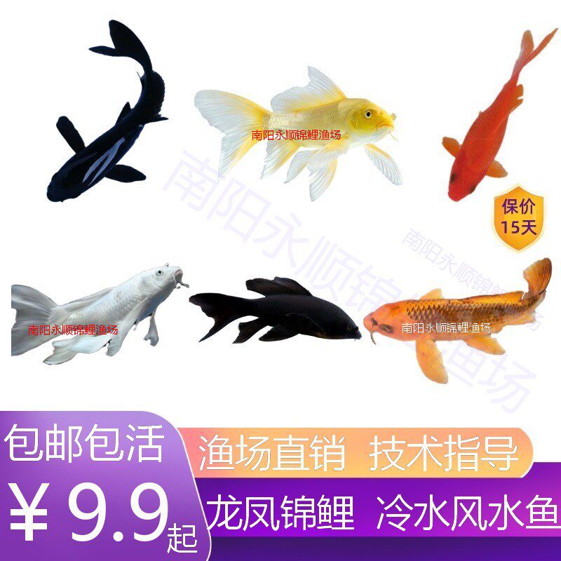 金火凤凰锦鲤鱼活体鱼缸观赏鱼蝴蝶鲤长尾冷水鱼金鱼风水鱼招财鱼