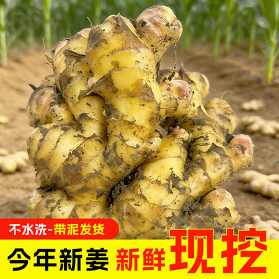 贵州小黄姜新鲜现挖山沙姜土姜香浓郁包邮老姜3斤5斤10斤新鲜生姜