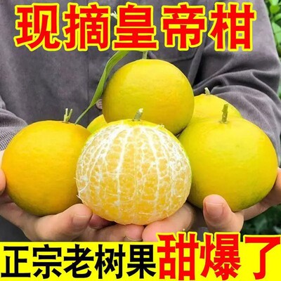 广西正宗皇帝柑9斤装大果新鲜黄帝柑桔当季孕妇水果贡柑橘子鲜果