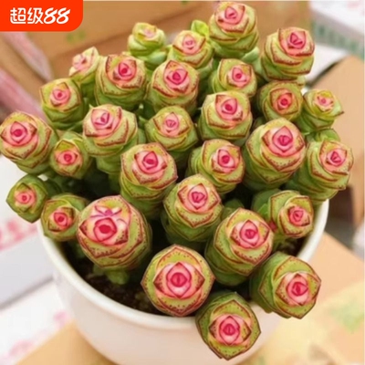 红心钱串锦多头盆栽群生大盆家养植物钱串子办公室内绿植花卉阳台