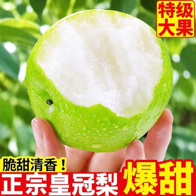 2026年正宗砀山梨皇冠梨青皮梨
