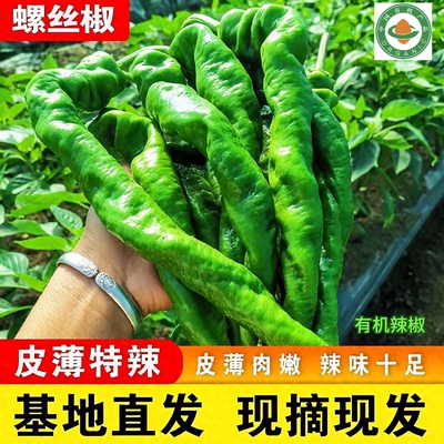 现摘新鲜螺丝椒有机薄皮辣椒蔬菜现摘现发青辣椒微辣产地直发青椒