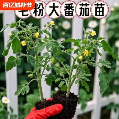 西红柿大毛粉番茄秧苗普罗洋柿子旺斯蔬菜苗阳台四季小院种植