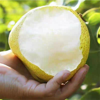 应季水果砀山酥梨现摘现发