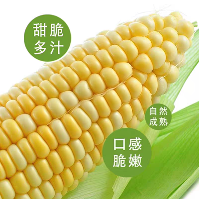 云南金银水果玉米5斤新鲜现摘