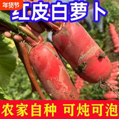 农村红萝卜红皮白心水萝卜新鲜蔬菜萝卜泡菜原料胭脂白肉自种