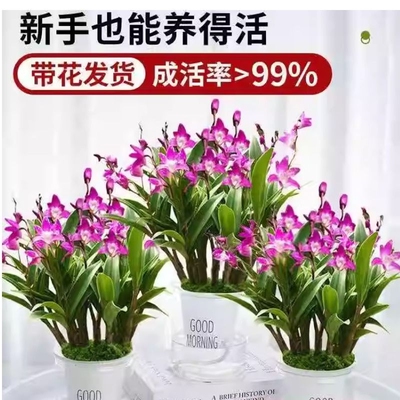 香水石斛兰花苗盆栽带花苞送盆水培绿植室内外好养客厅开花花期